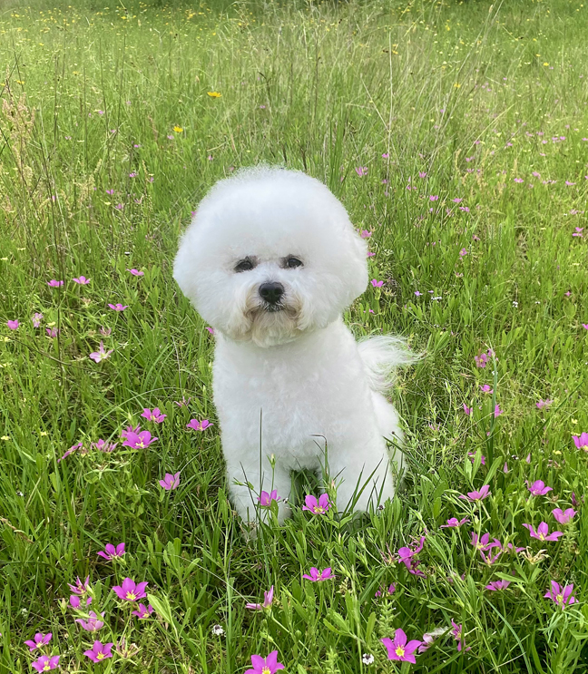 Meet the Bichons - World Class Bichons